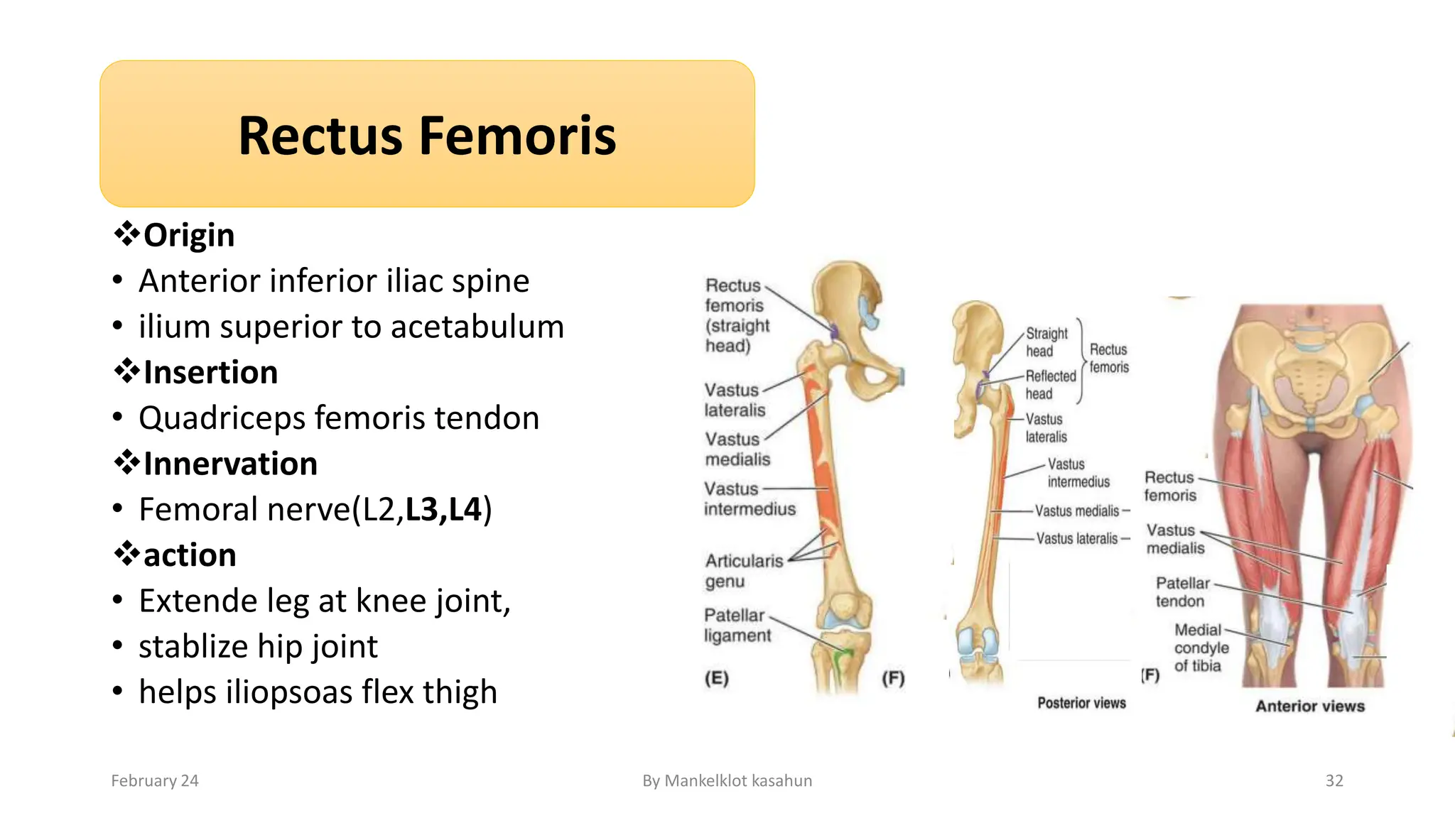 anterior medial compartment muscle neurovasculature femoral triangle ...