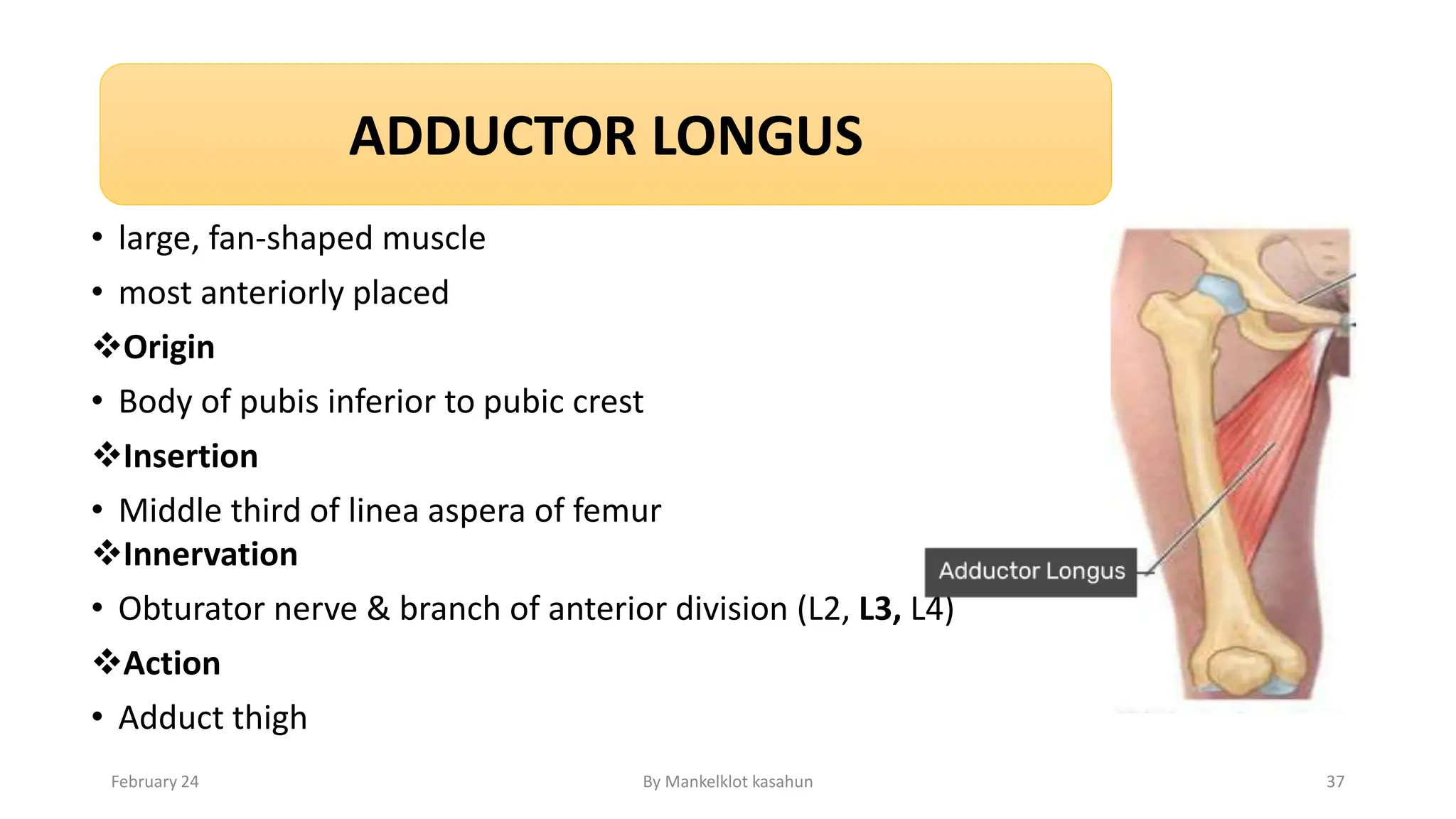 anterior medial compartment muscle neurovasculature femoral triangle ...