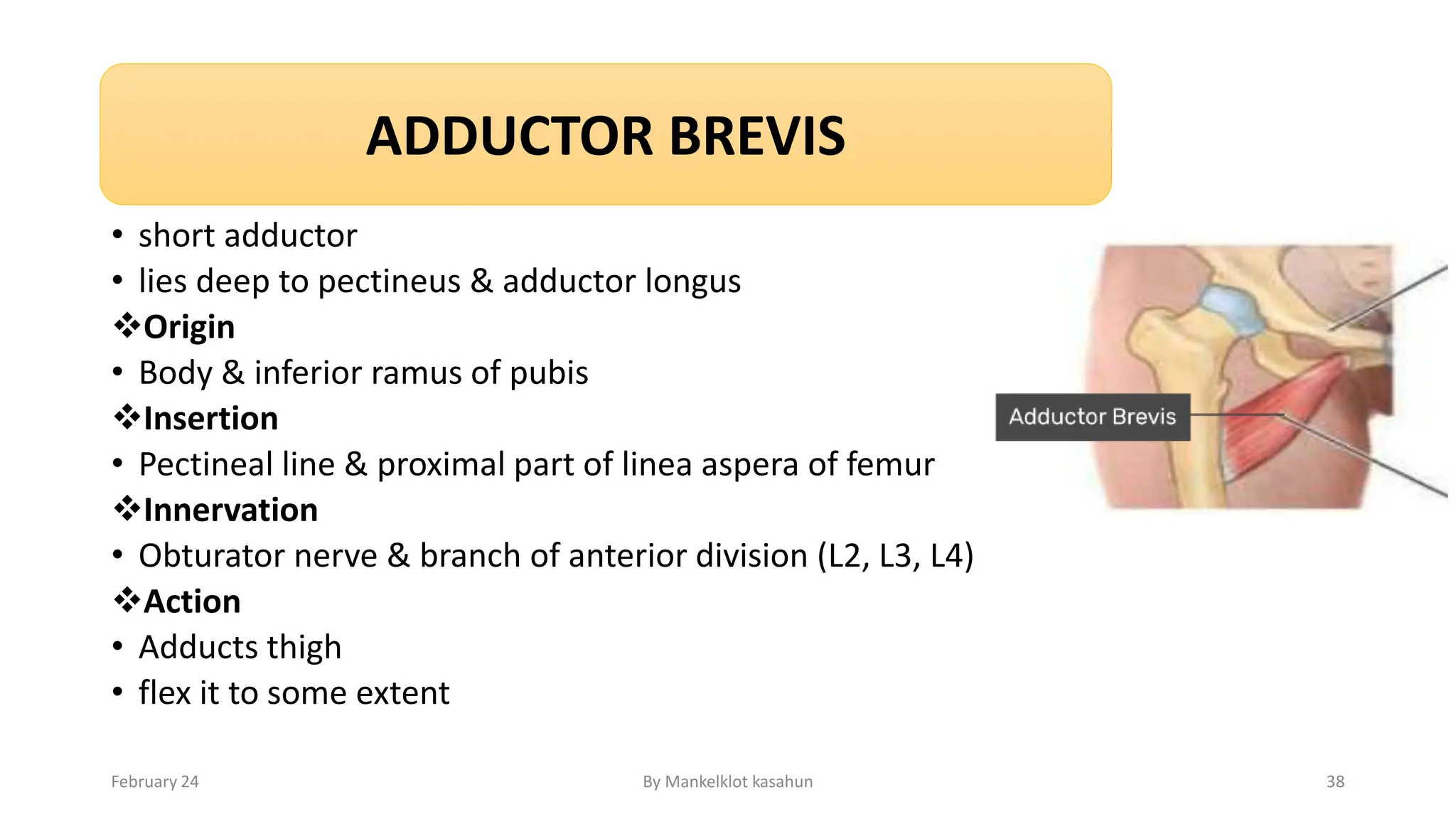 anterior medial compartment muscle neurovasculature femoral triangle ...