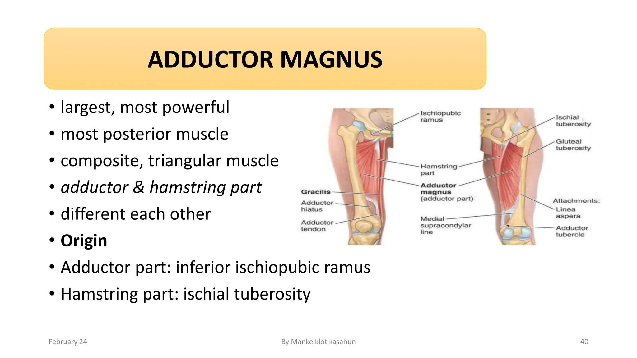 anterior medial compartment muscle neurovasculature femoral triangle ...