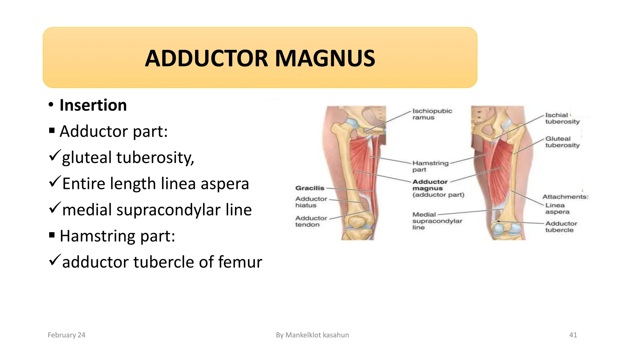 anterior medial compartment muscle neurovasculature femoral triangle ...
