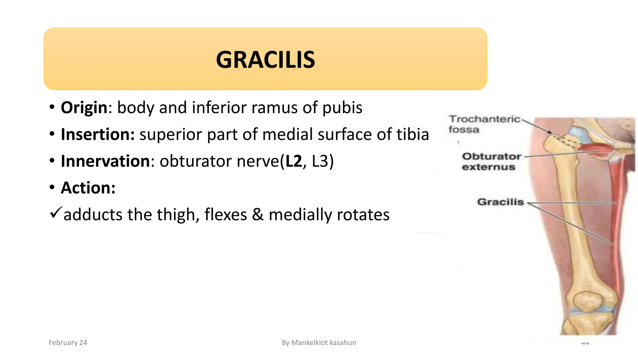 anterior medial compartment muscle neurovasculature femoral triangle ...