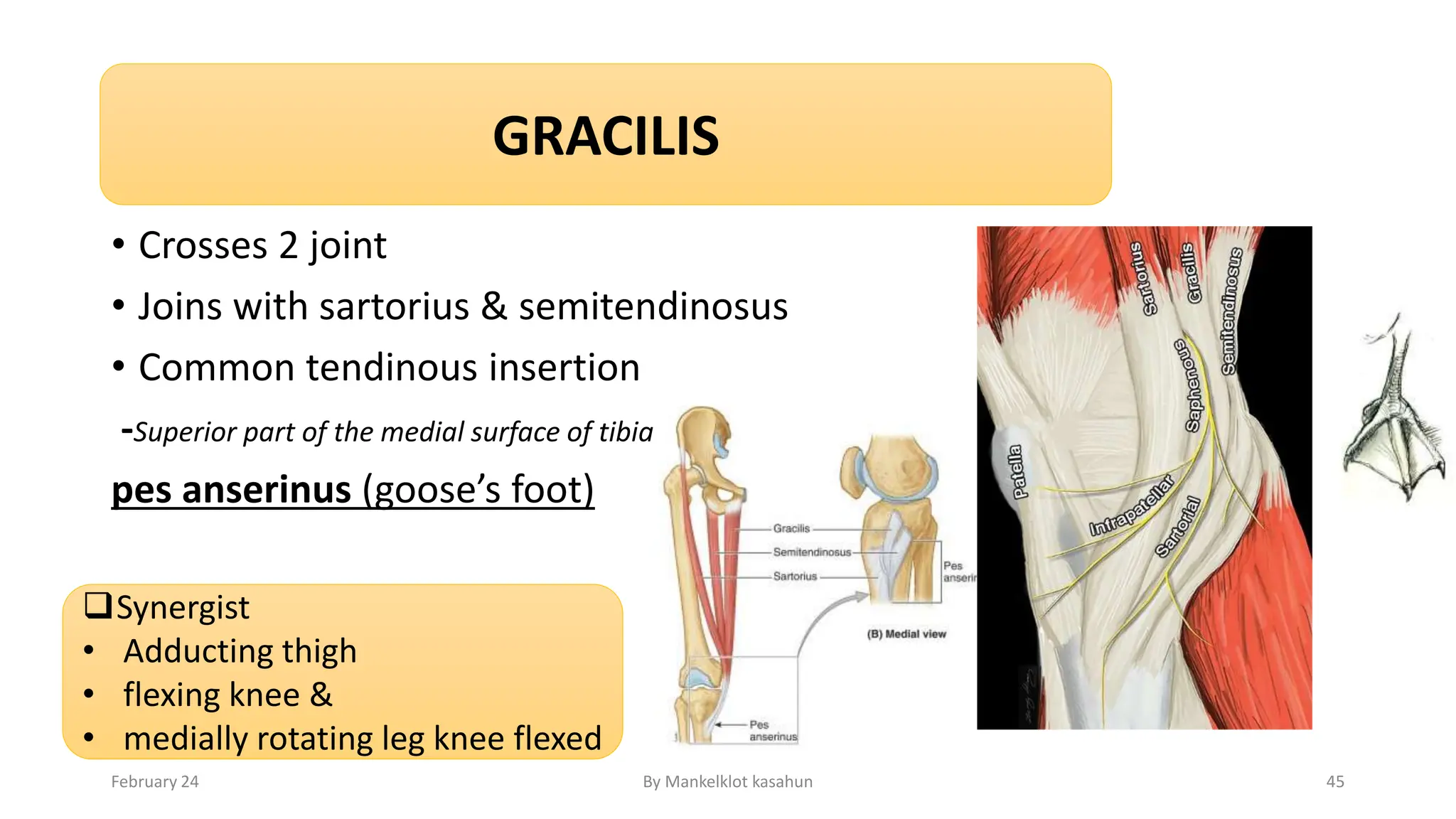 anterior medial compartment muscle neurovasculature femoral triangle ...