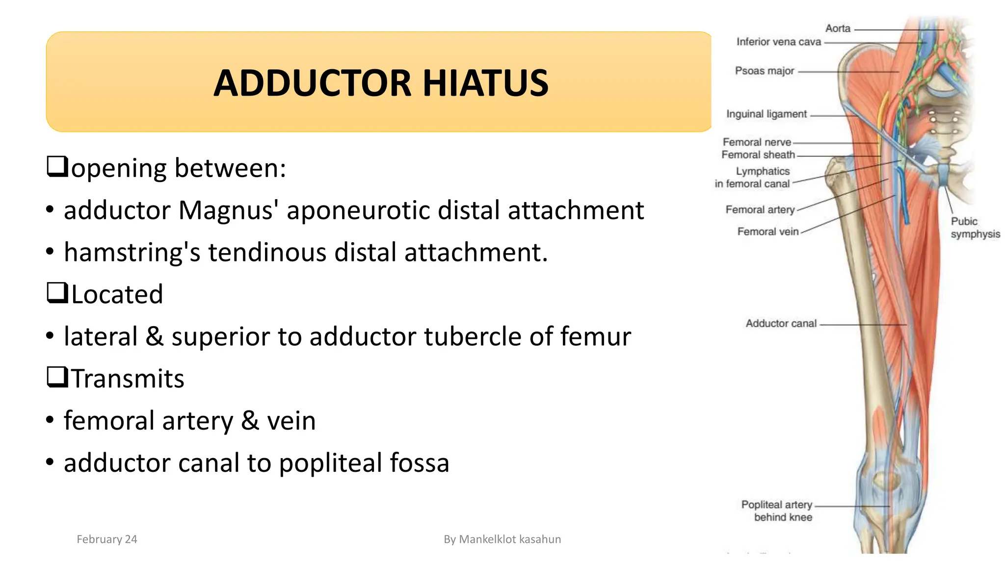 anterior medial compartment muscle neurovasculature femoral triangle ...