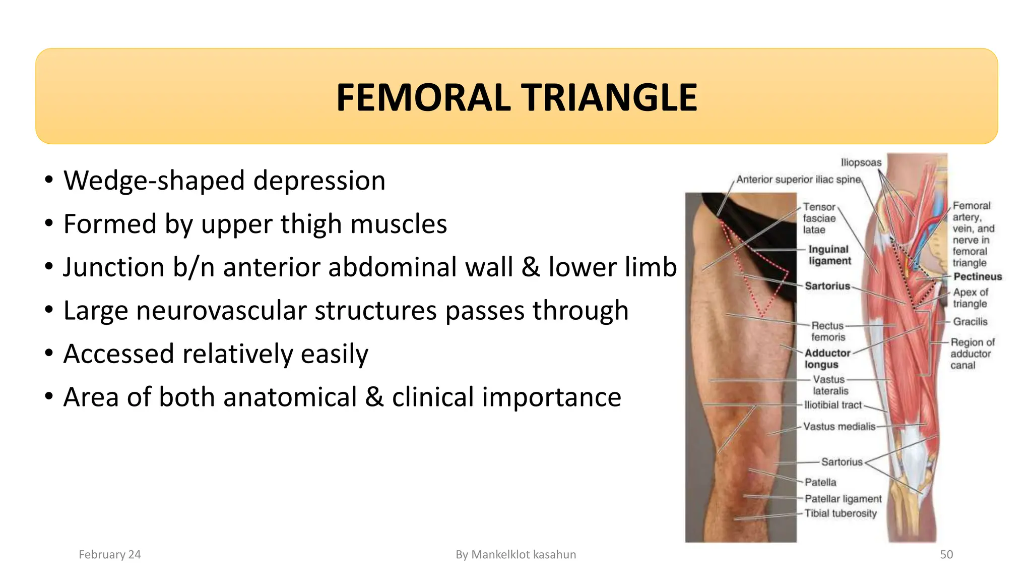 anterior medial compartment muscle neurovasculature femoral triangle ...