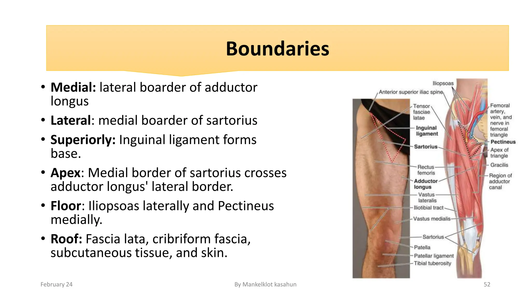 anterior medial compartment muscle neurovasculature femoral triangle ...