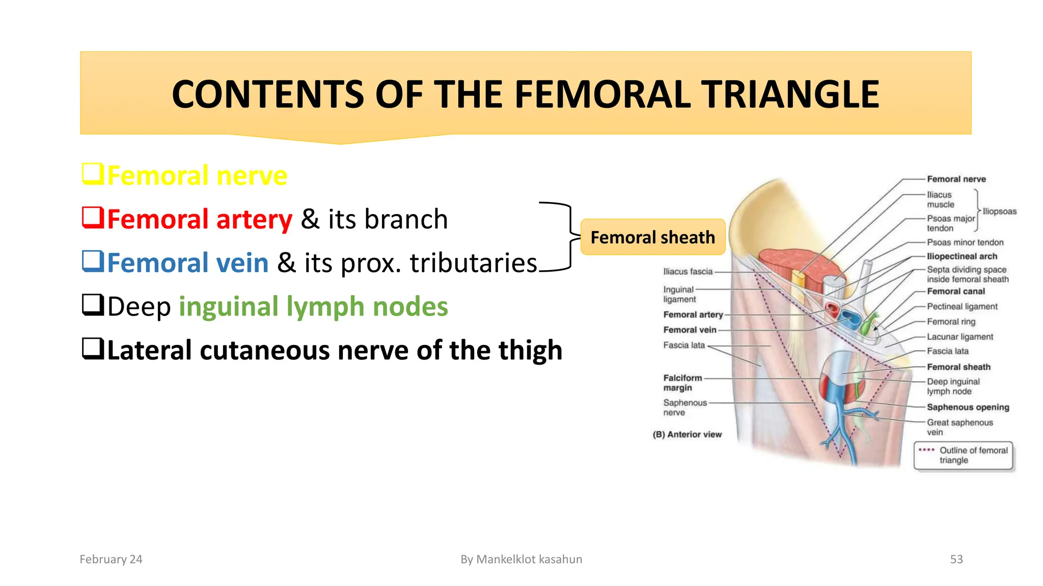 anterior medial compartment muscle neurovasculature femoral triangle ...