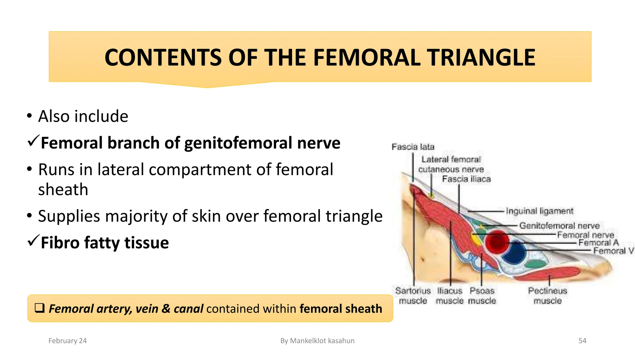 anterior medial compartment muscle neurovasculature femoral triangle ...