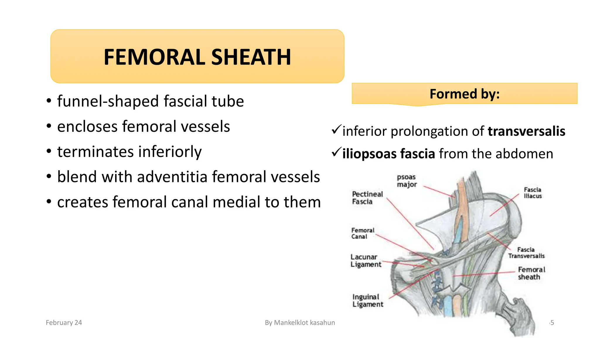 anterior medial compartment muscle neurovasculature femoral triangle ...