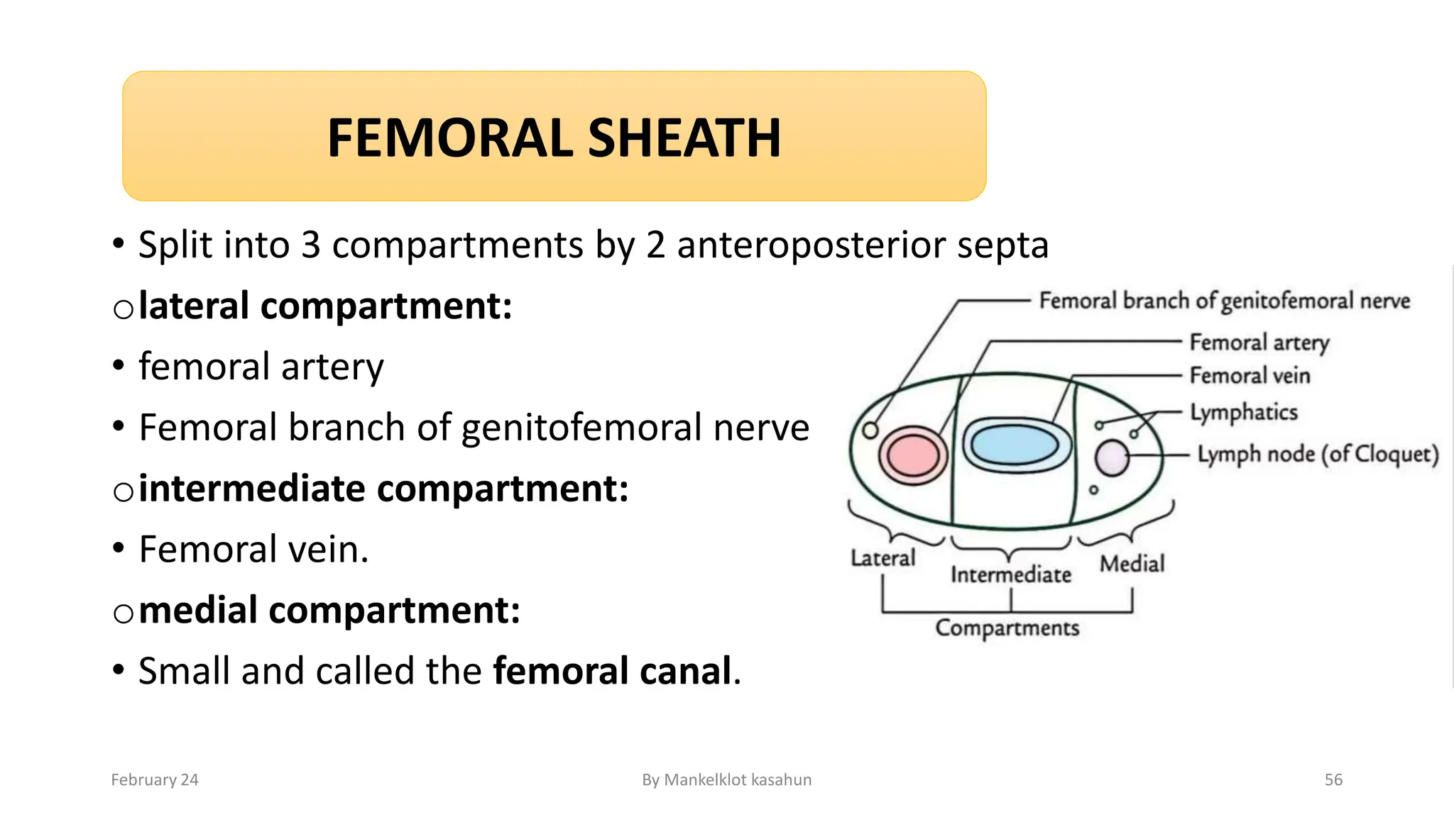 anterior medial compartment muscle neurovasculature femoral triangle ...