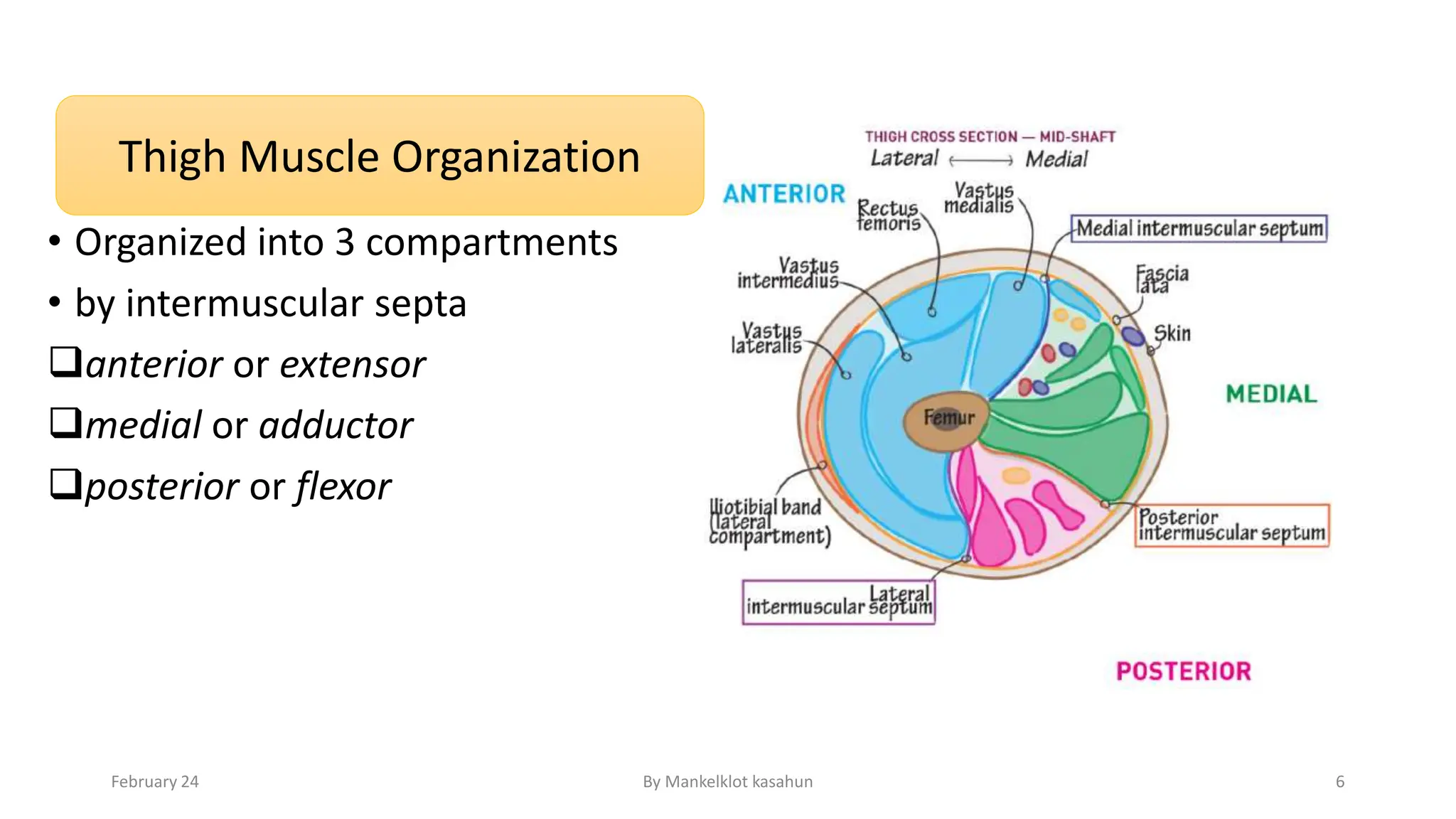 anterior medial compartment muscle neurovasculature femoral triangle ...