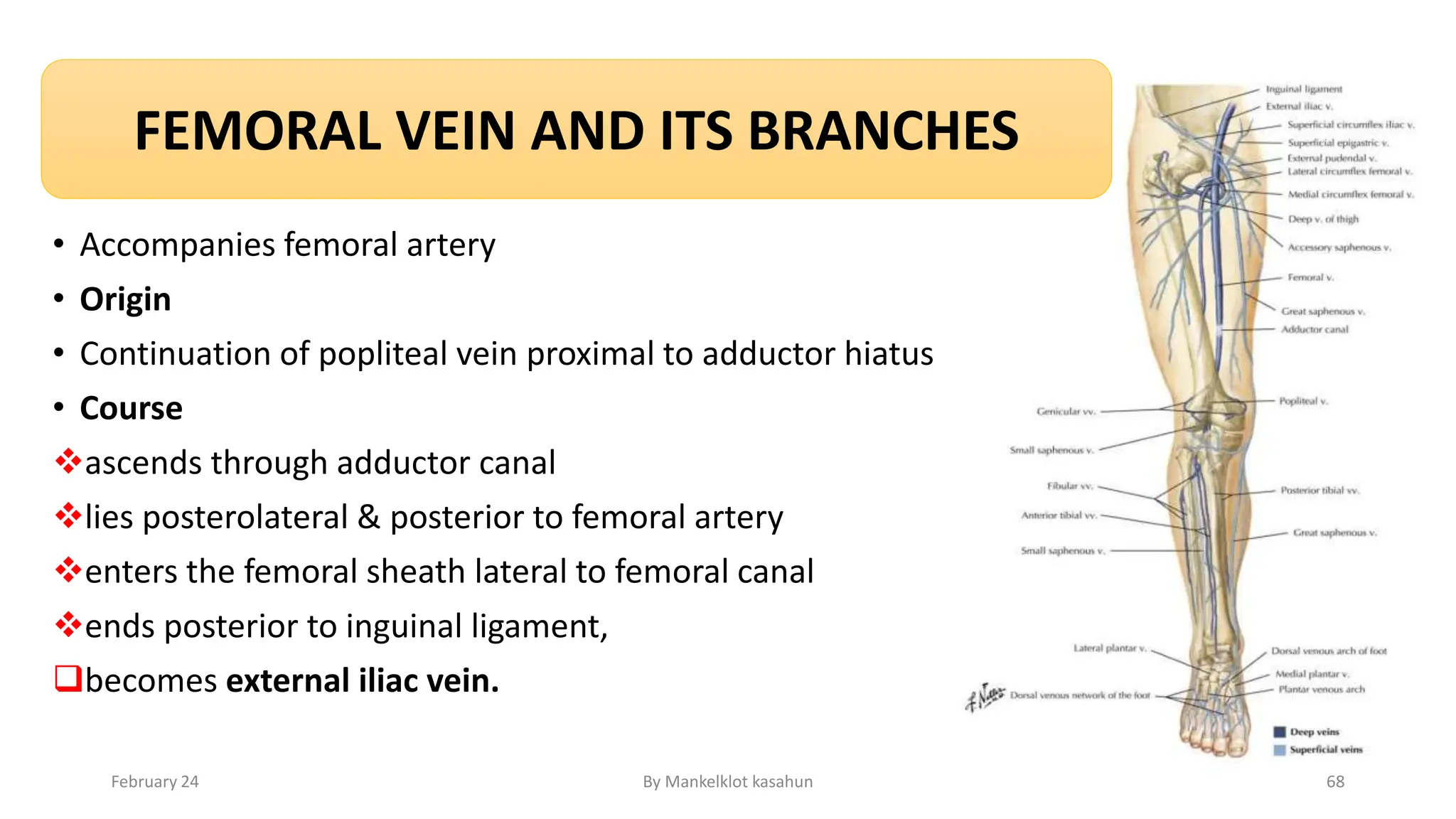 anterior medial compartment muscle neurovasculature femoral triangle ...