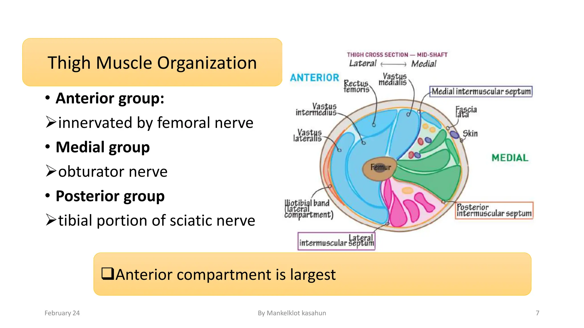 anterior medial compartment muscle neurovasculature femoral triangle ...
