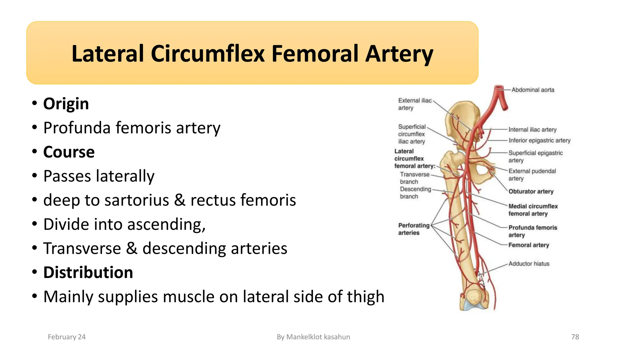 anterior medial compartment muscle neurovasculature femoral triangle ...