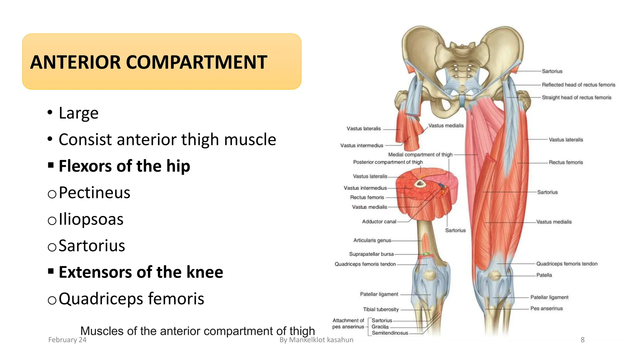 anterior medial compartment muscle neurovasculature femoral triangle ...