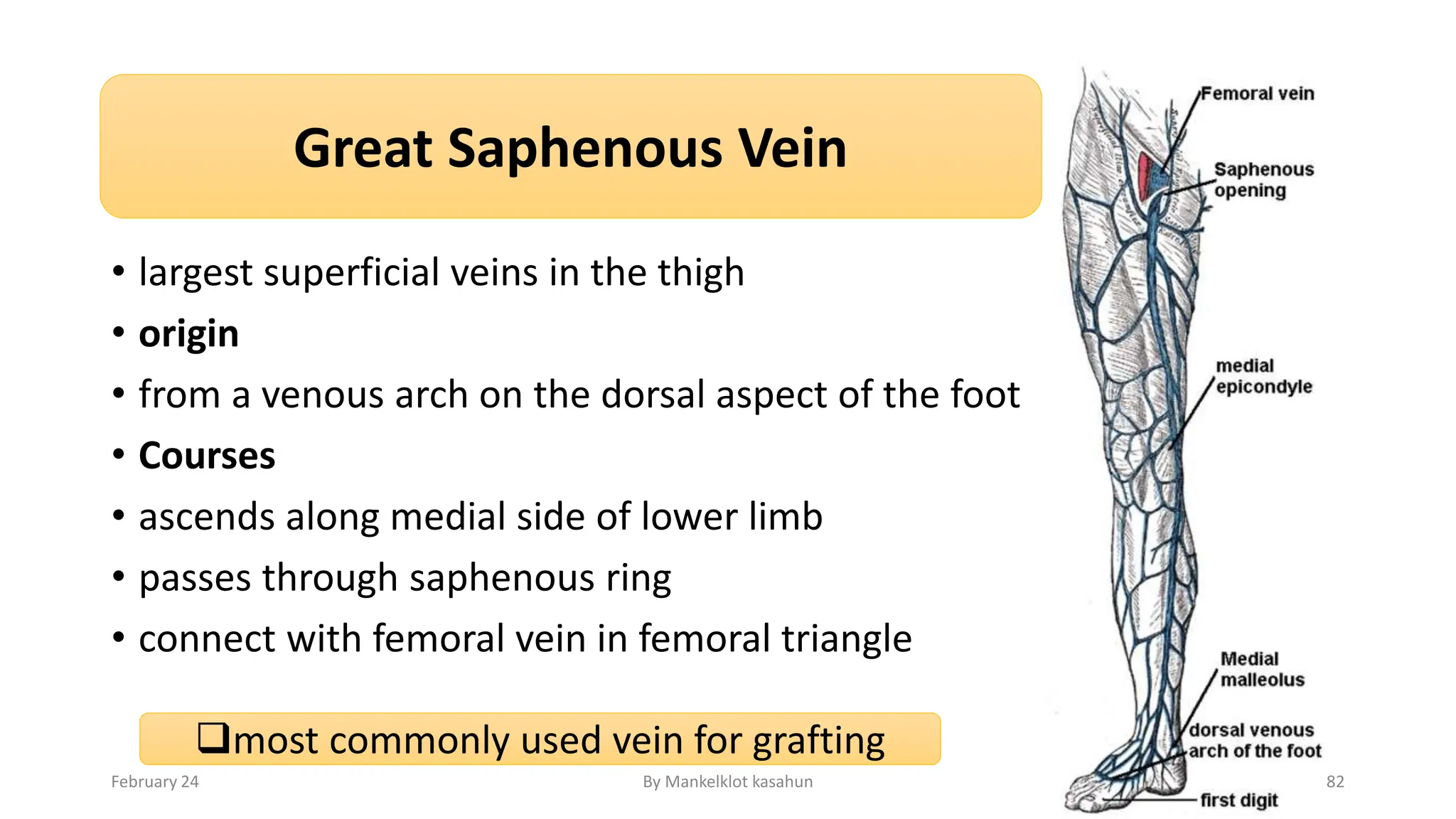anterior medial compartment muscle neurovasculature femoral triangle ...