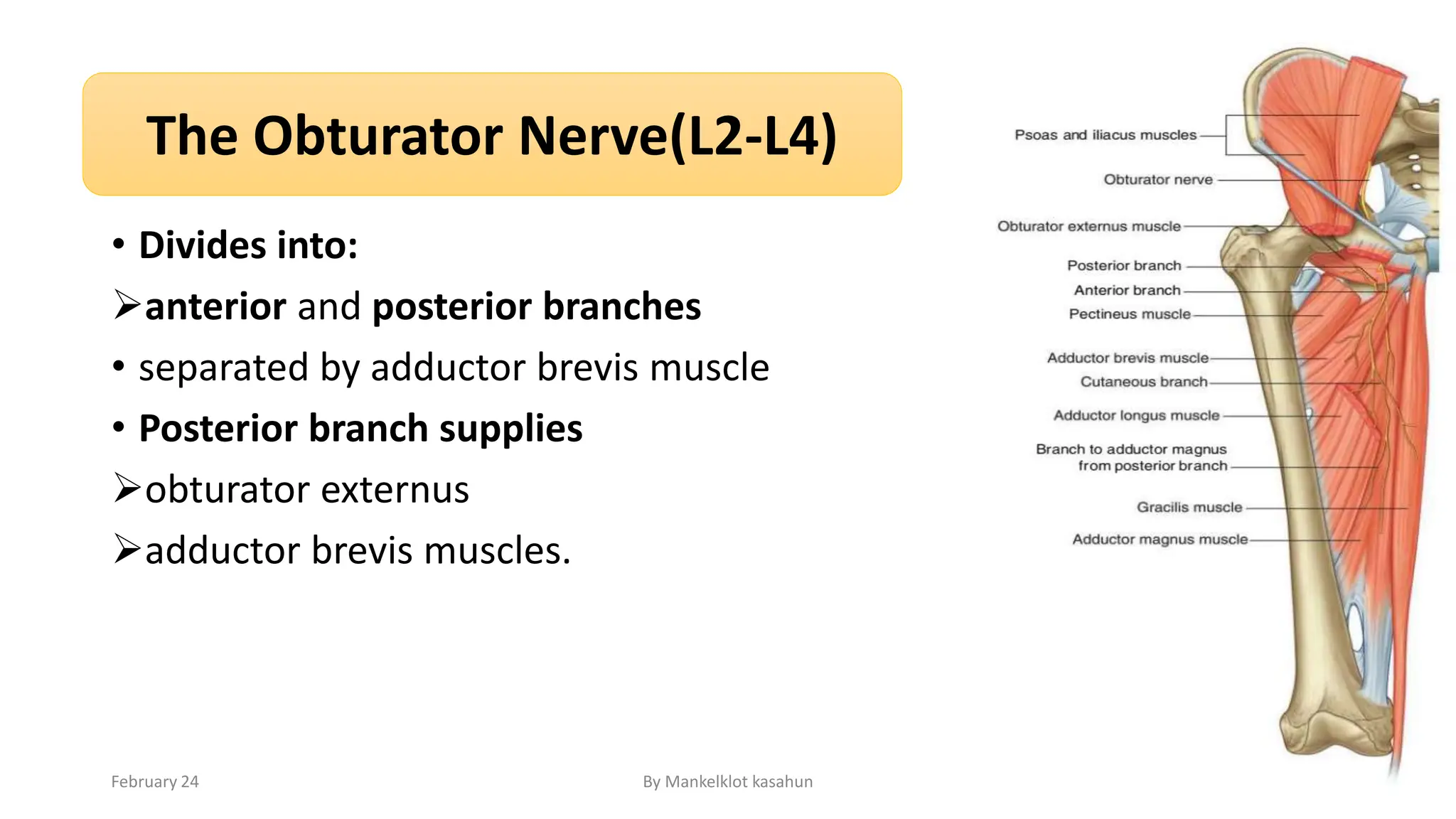 anterior medial compartment muscle neurovasculature femoral triangle ...