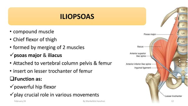 anterior medial compartment muscle neurovasculature femoral triangle ...