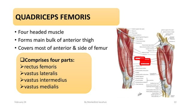 anterior medial compartment muscle neurovasculature femoral triangle ...
