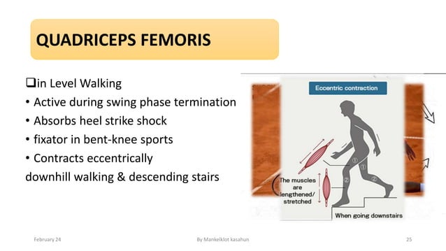 anterior medial compartment muscle neurovasculature femoral triangle ...