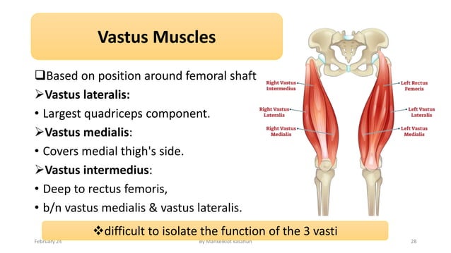 anterior medial compartment muscle neurovasculature femoral triangle ...