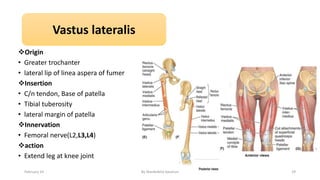 anterior medial compartment muscle neurovasculature femoral triangle ...