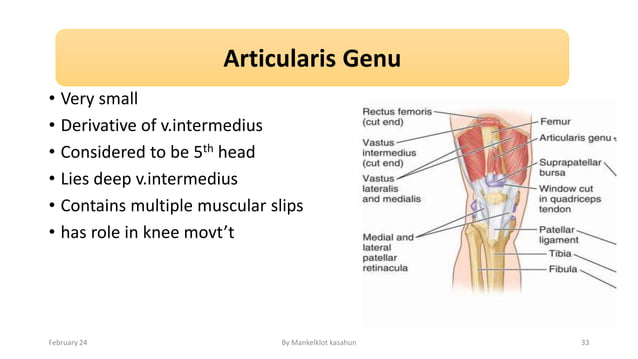 anterior medial compartment muscle neurovasculature femoral triangle ...