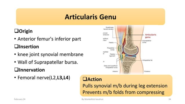 anterior medial compartment muscle neurovasculature femoral triangle ...
