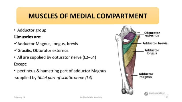 anterior medial compartment muscle neurovasculature femoral triangle ...