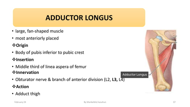 anterior medial compartment muscle neurovasculature femoral triangle ...