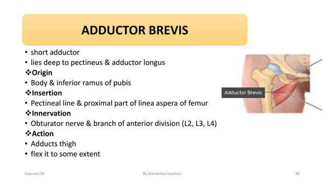 anterior medial compartment muscle neurovasculature femoral triangle ...