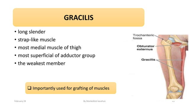 anterior medial compartment muscle neurovasculature femoral triangle ...