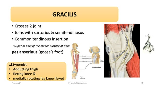 anterior medial compartment muscle neurovasculature femoral triangle ...