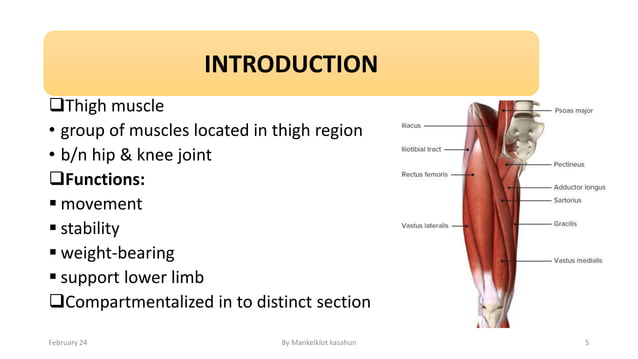 anterior medial compartment muscle neurovasculature femoral triangle ...