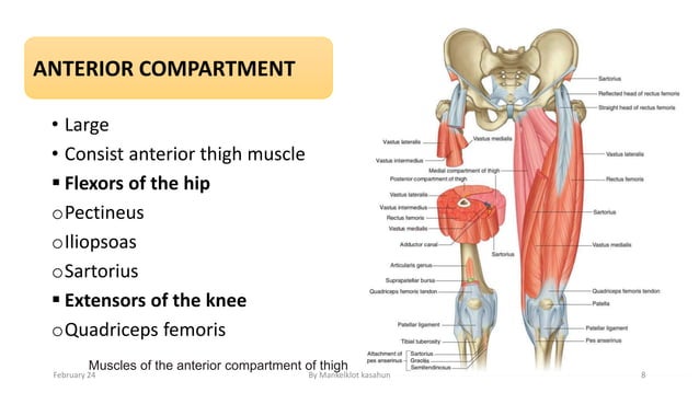 anterior medial compartment muscle neurovasculature femoral triangle ...