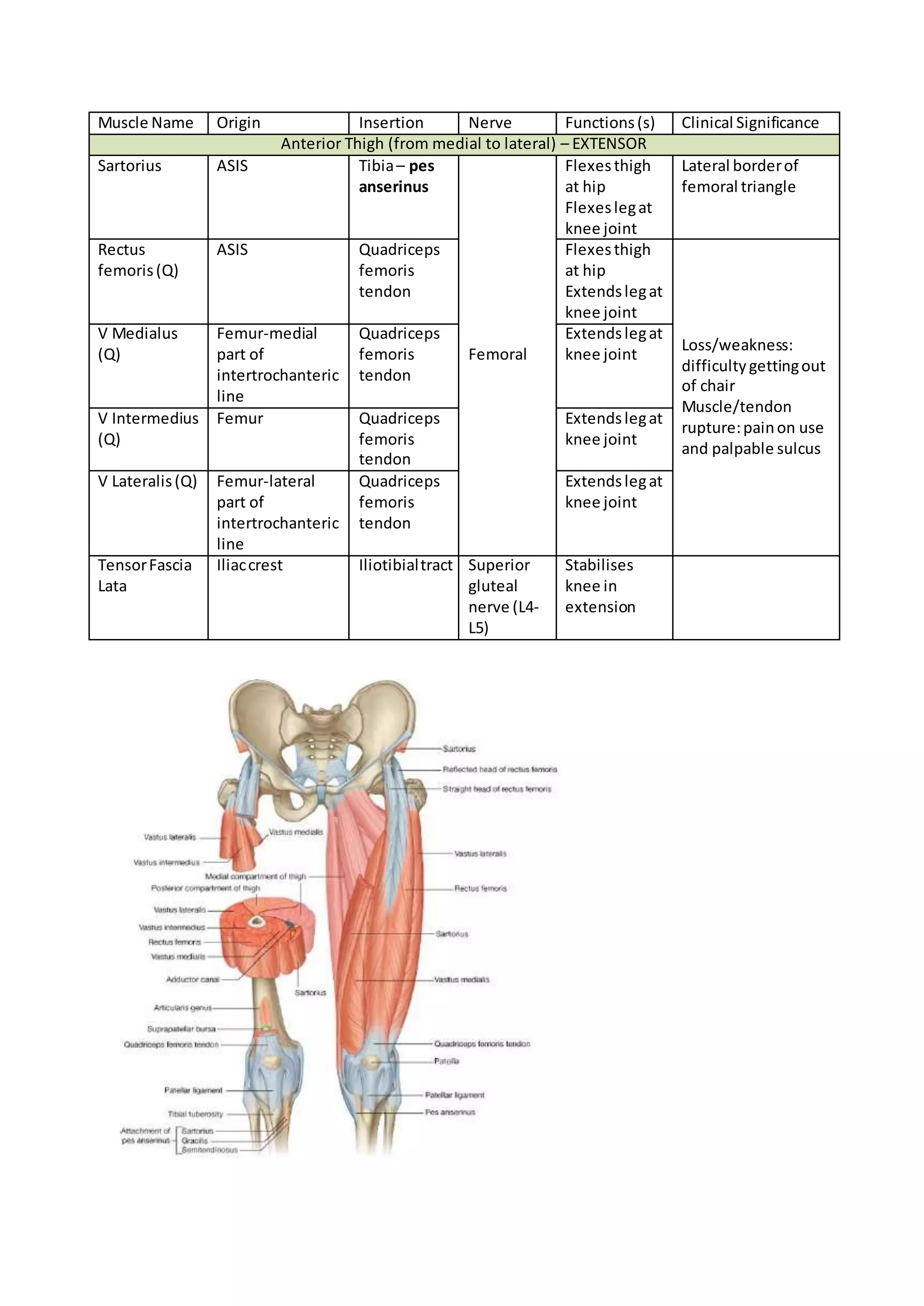 Thigh muscles | DOCX