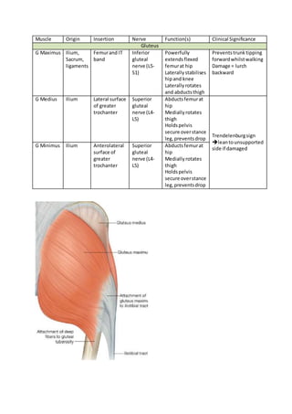 Thigh muscles | DOCX