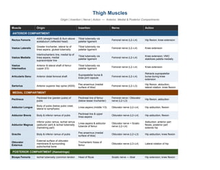 thigh muscles.document full description. | DOCX