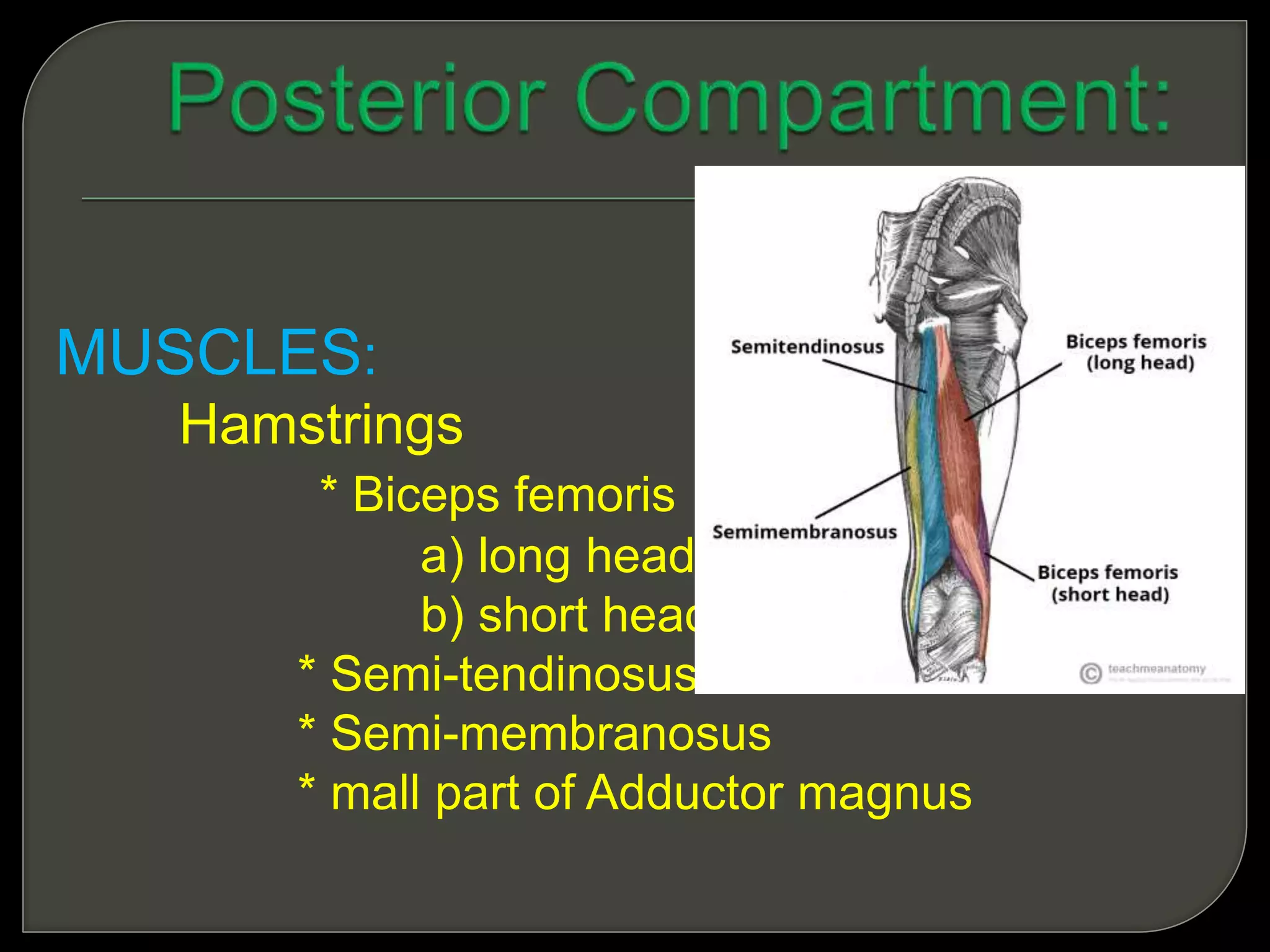 Anatomy of thigh region | PPTX