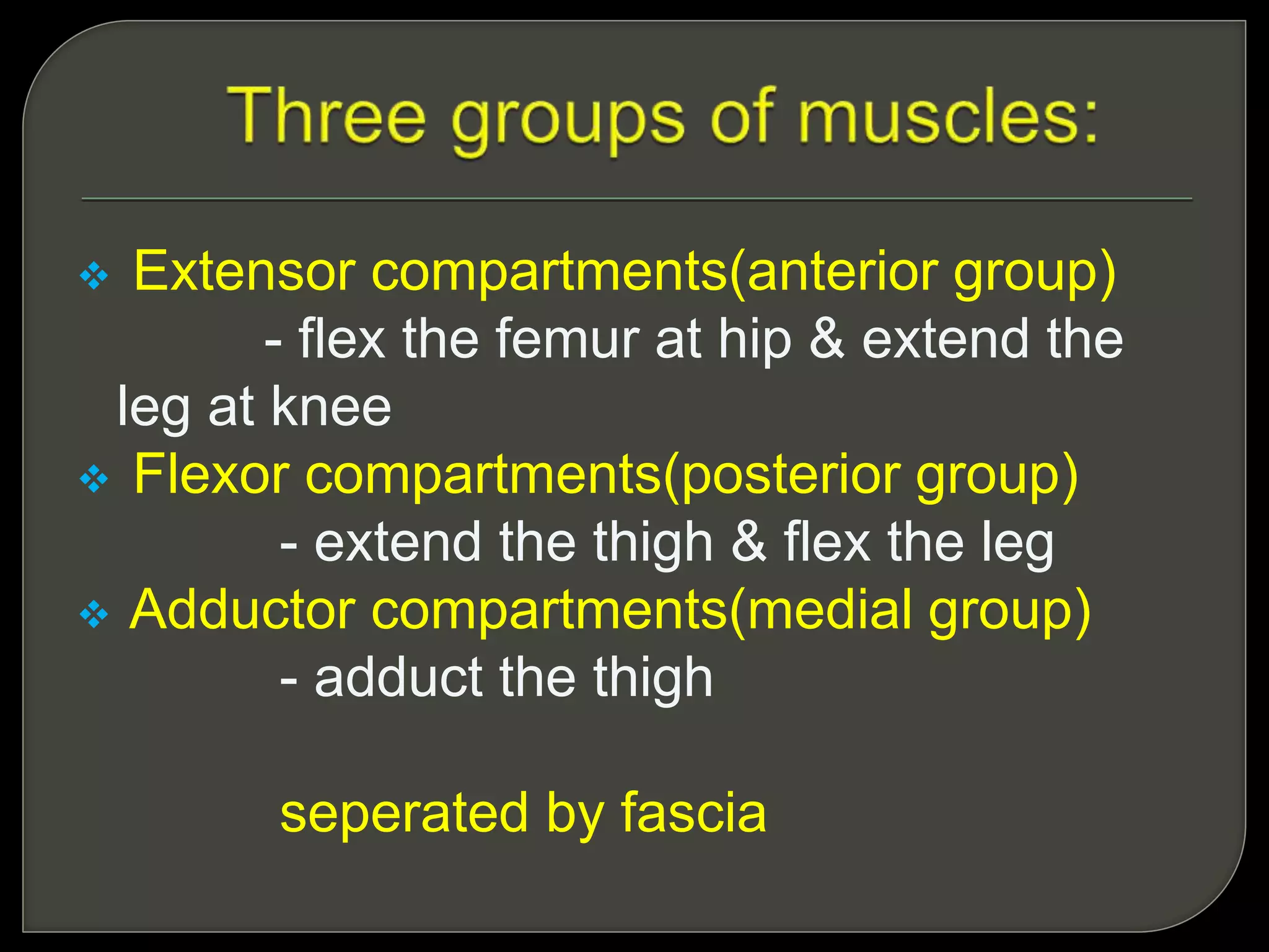 Anatomy of thigh region | PPTX