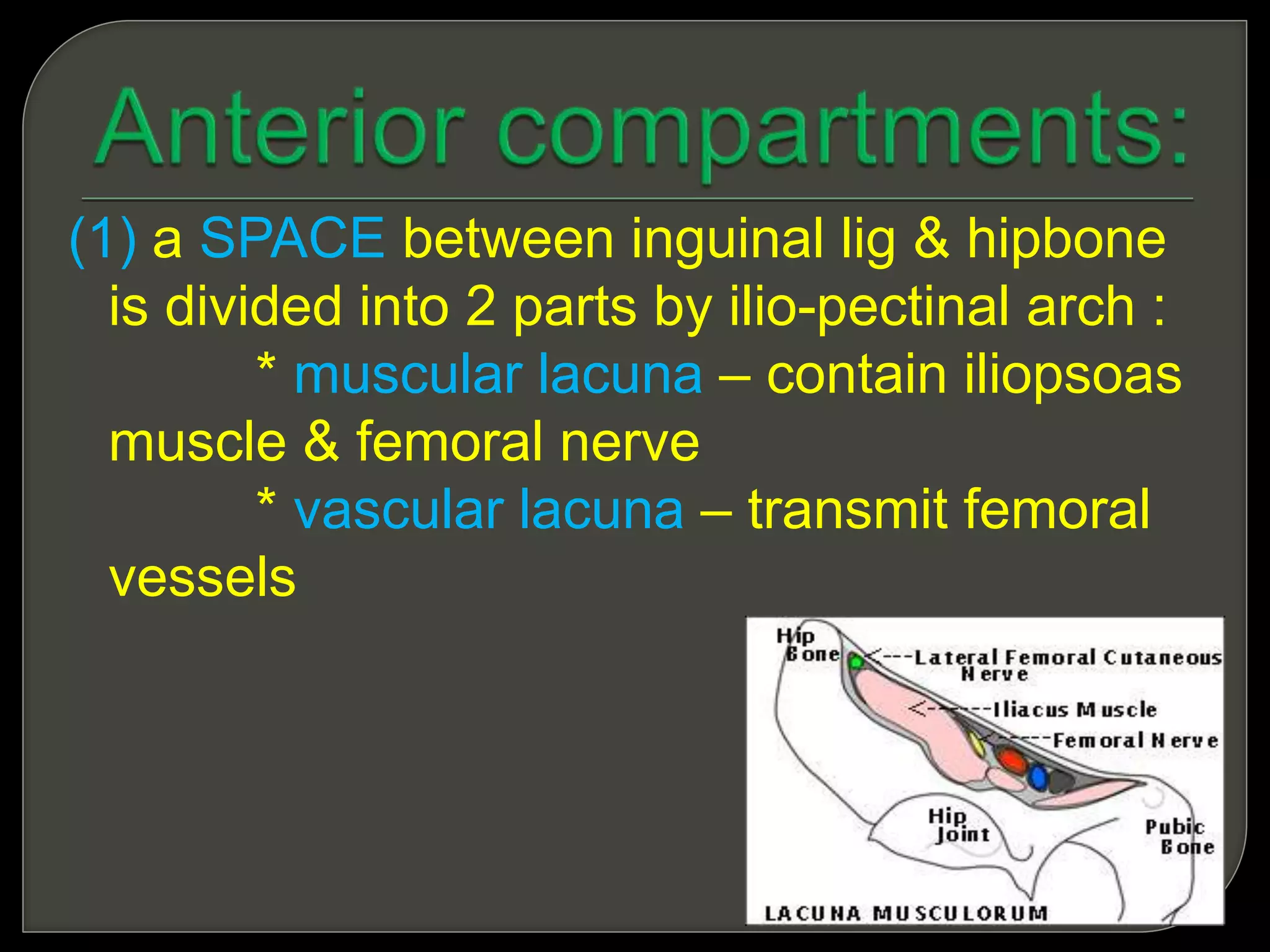 Anatomy of thigh region | PPTX