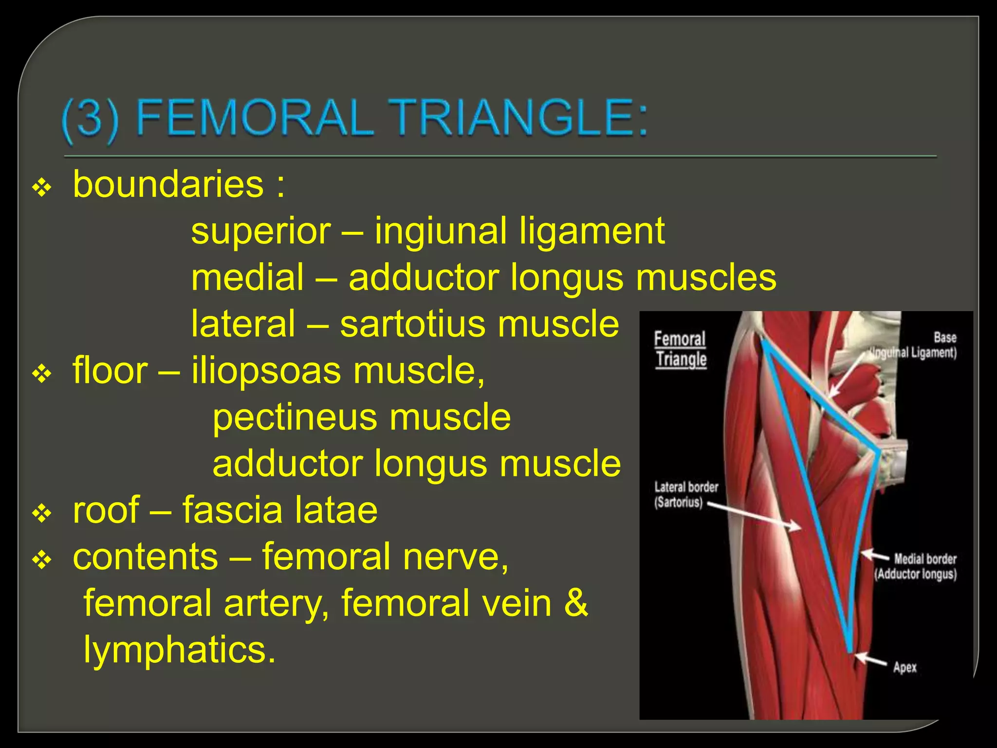 Anatomy of thigh region | PPTX