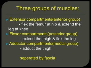 Anatomy of thigh region | PPTX