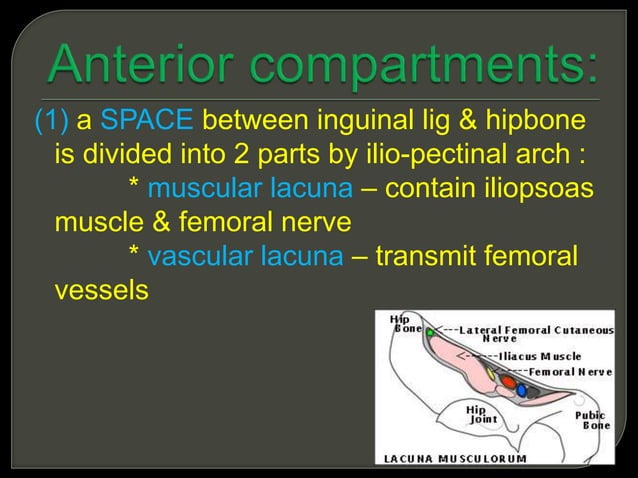 Anatomy of thigh region | PPTX