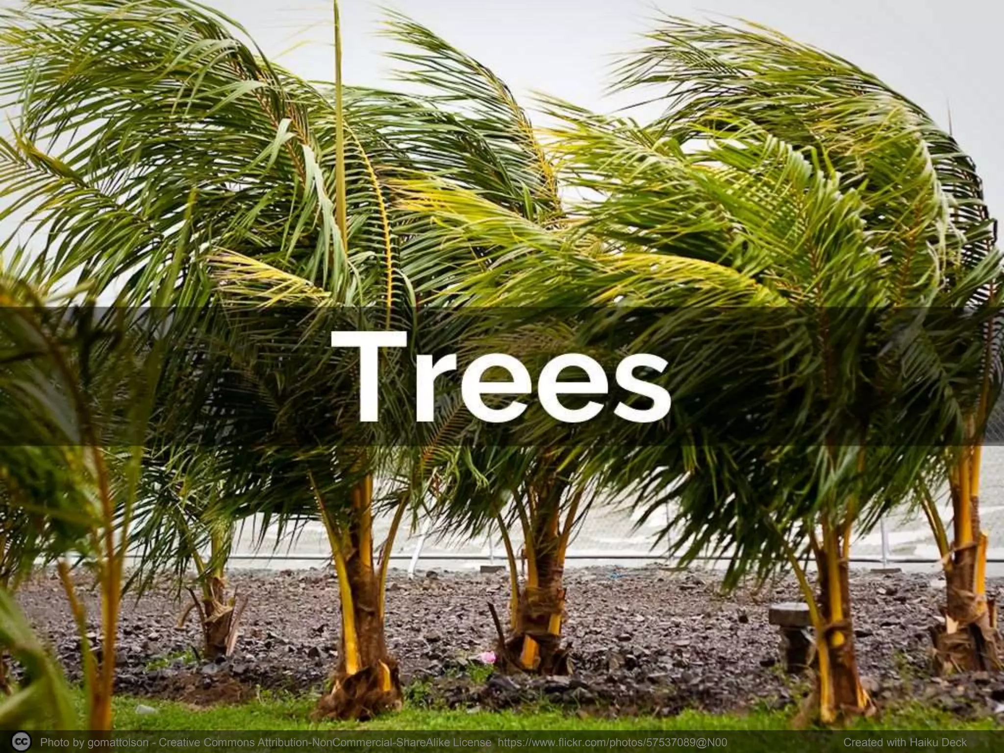 10 Things That Bend | PPTX