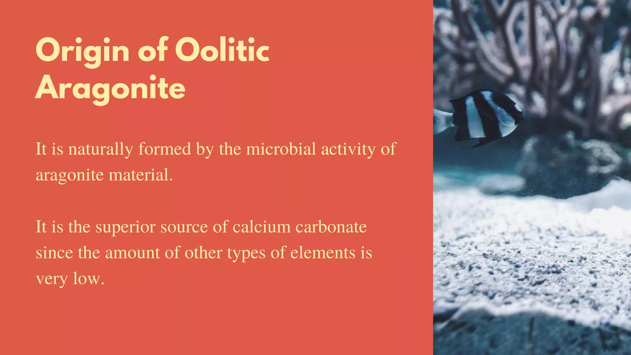Things to Know About Oolitic Aragonite | PPTX