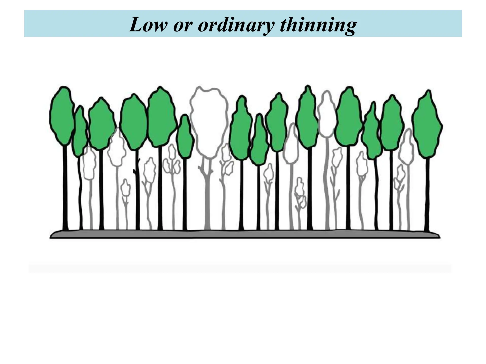 thinning.pptx
