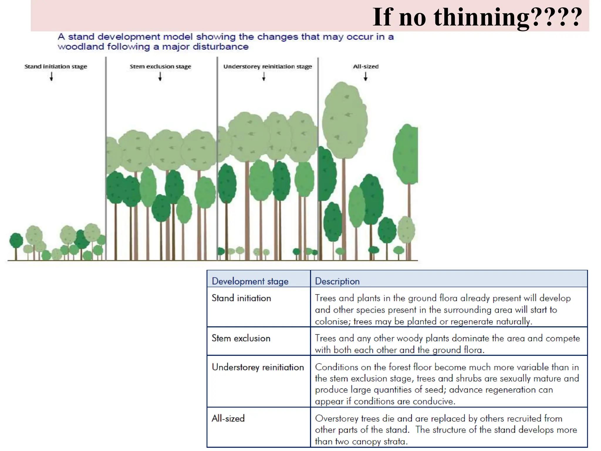 thinning.pptx