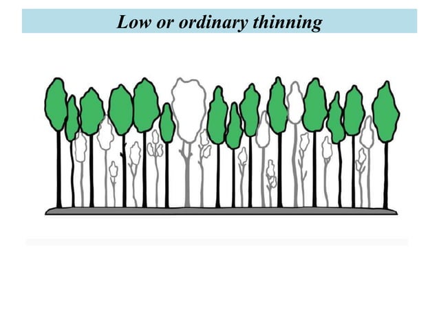 thinning.pptx