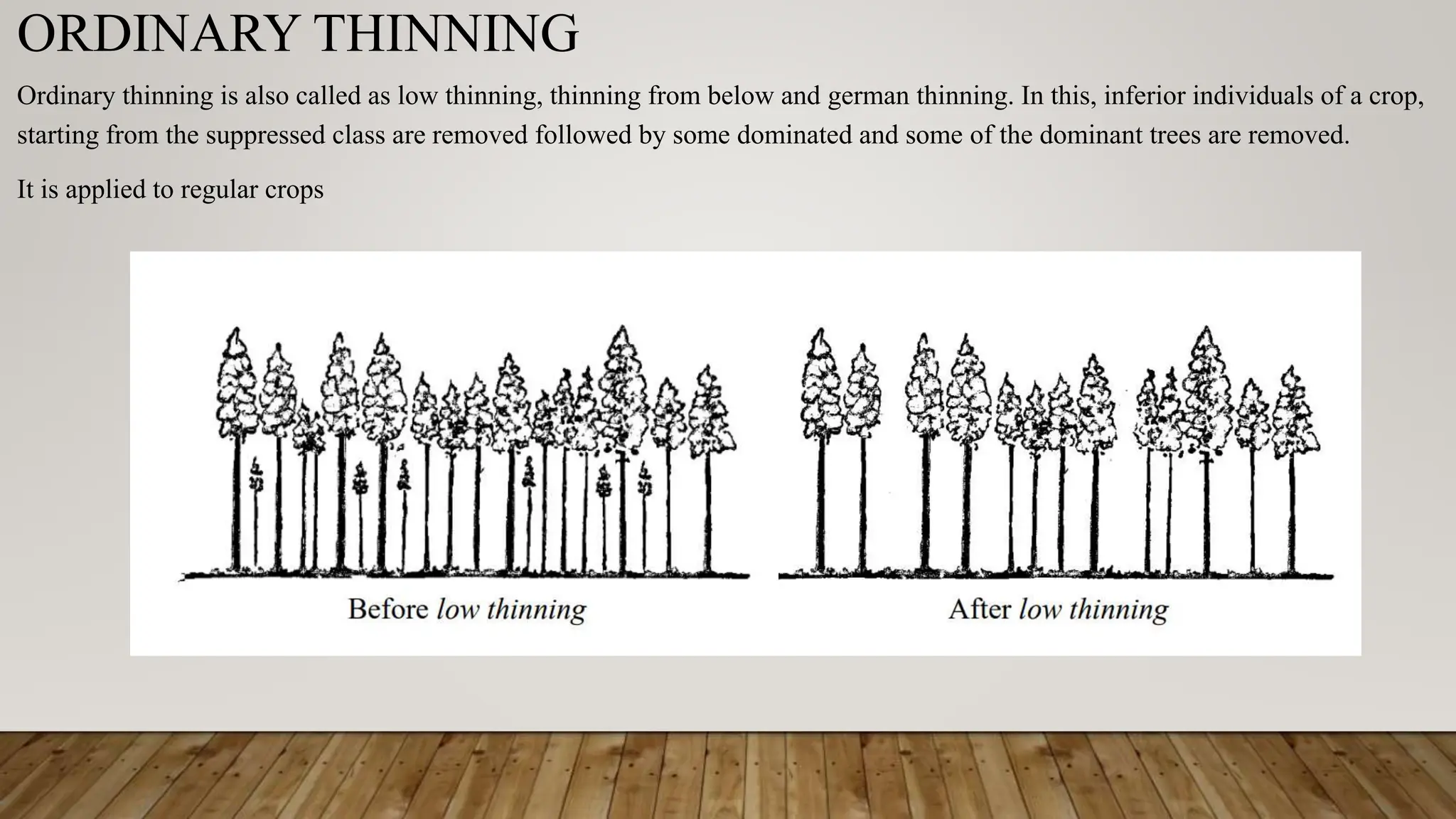thinning and its effect on growth and yield.pptx